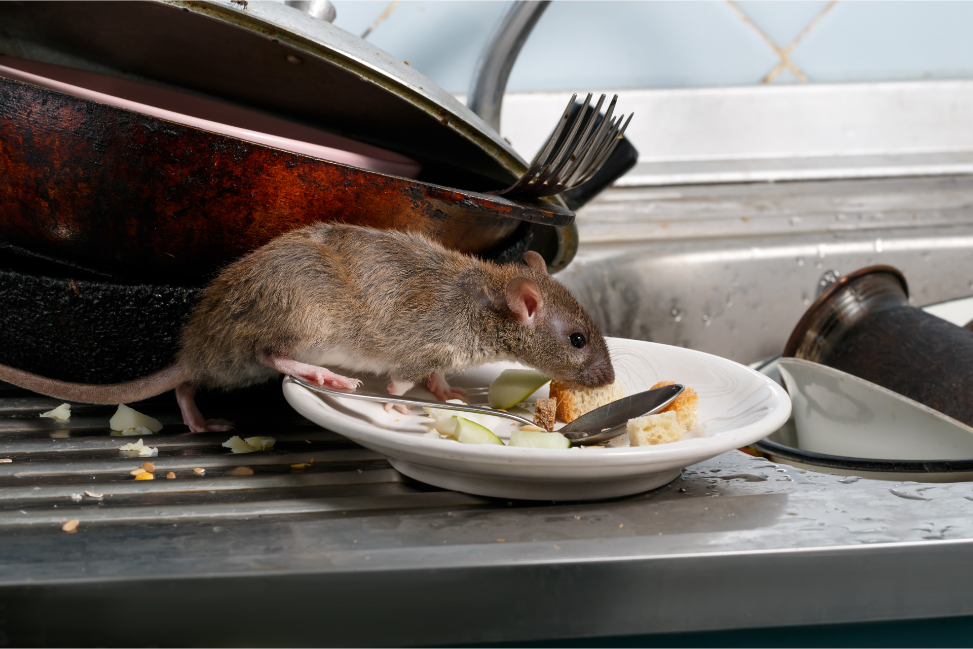 Obligation de dératisation : Tout ce que vous devez savoir! - Stoprat