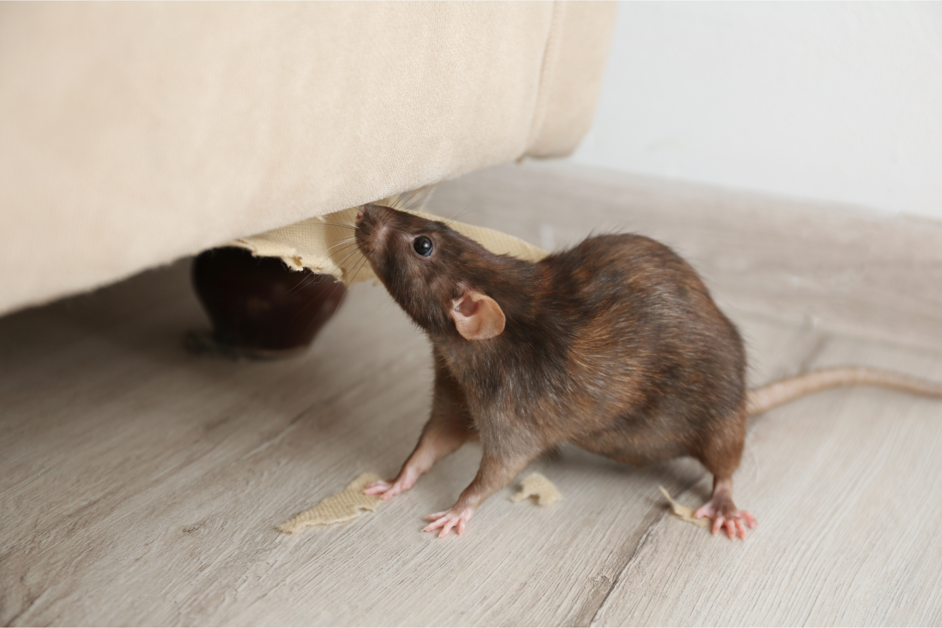 Dératisation efficace des rats et des souris - Stoprat
