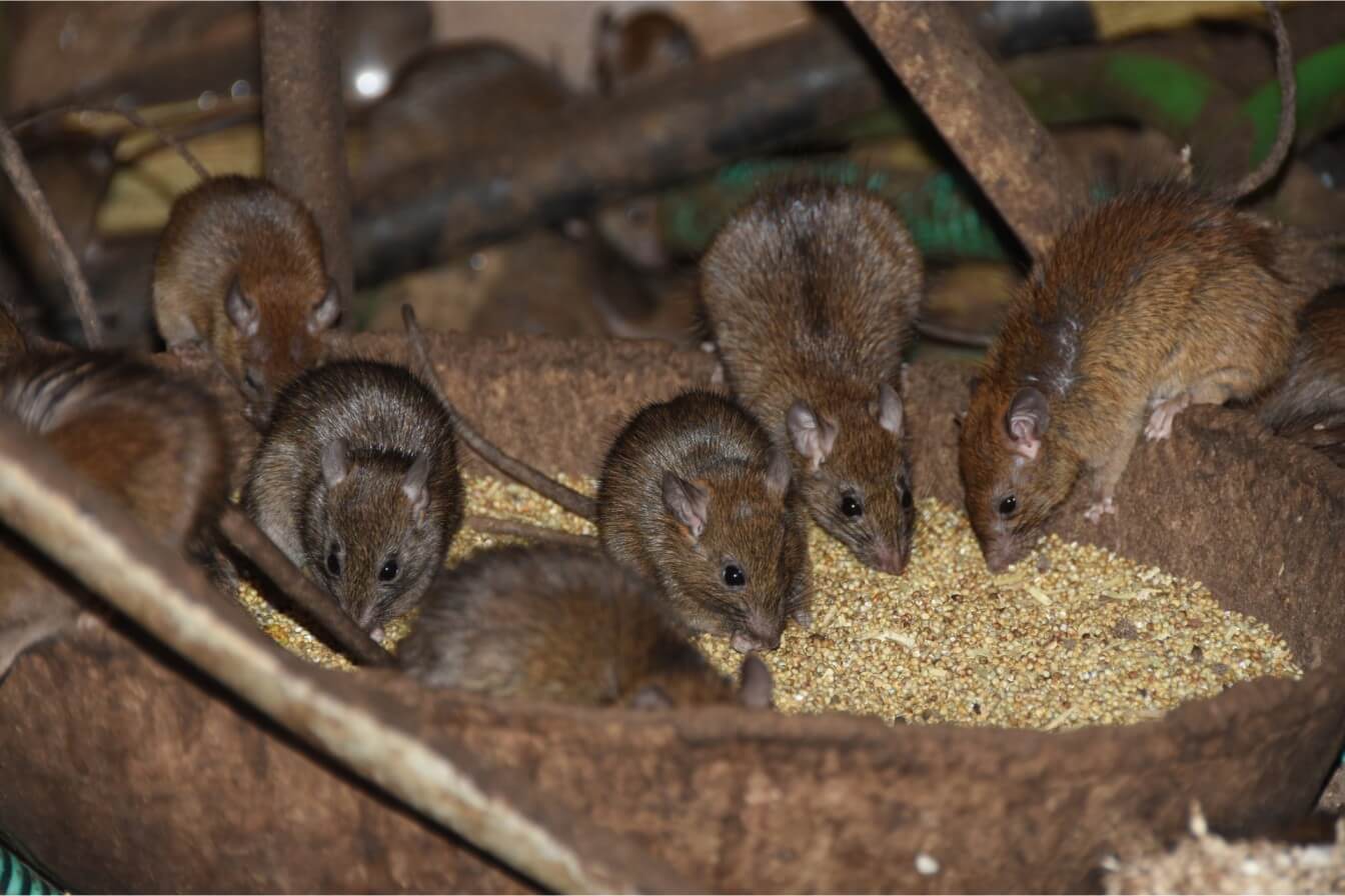 Différence entre un rat et une souris : leurs caractéristiques ...